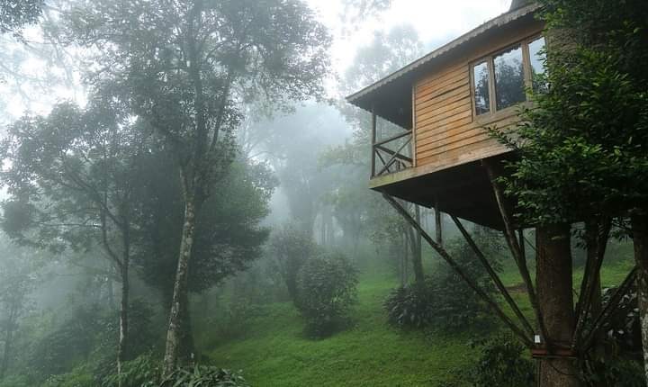 Tree houses in Kerala, Eco friendly kerala tree house, Munnar tree ...