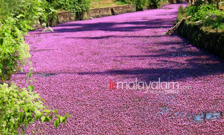 Pink bloom in Perambra Avala Pandi attracts thousands-കാണാൻ ചേലുണ്ട് ...