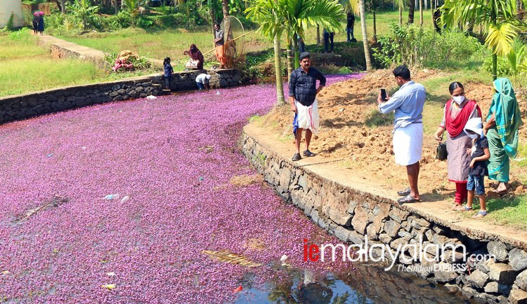 Pink bloom in Perambra Avala Pandi attracts thousands-കാണാൻ ചേലുണ്ട് ...